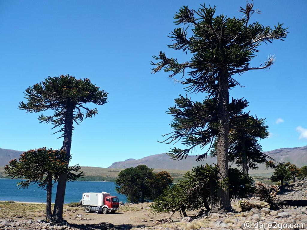 Majestic Araucaria Trees & Magnificent Rivers | dare2go